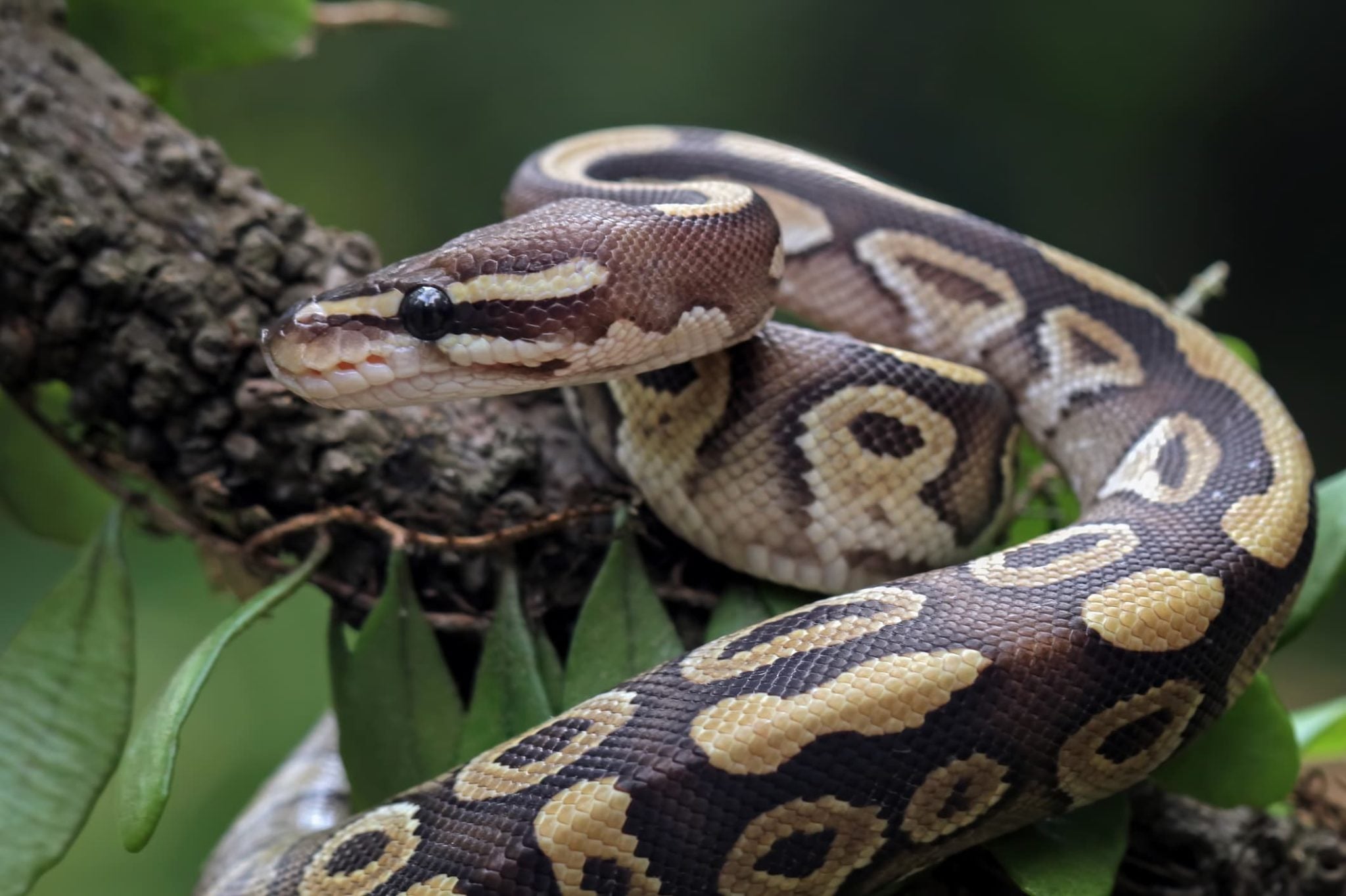 World Snake Day 2026: 16 July 2026 | Awareness Days