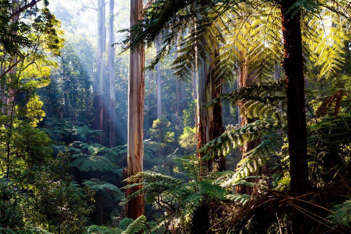 World Rainforest Day 2026: 22 June 2026 | Awareness Days