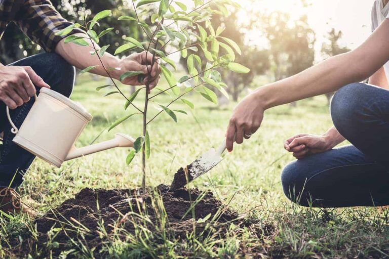 National Arbor Day 2026: 24 April 2026 | Awareness Days