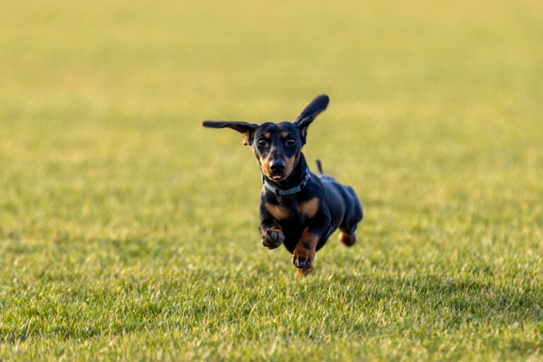 National Dachshund Day 2026: 21 June 2026 | Awareness Days