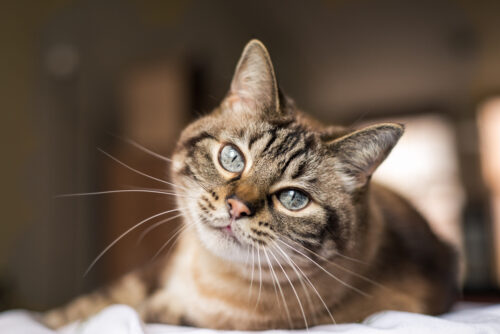 National Garfield the Cat Day 2026: 19 June 2026 | Awareness Days