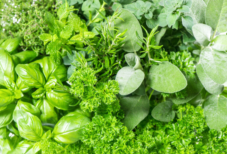 National Herbs and Spices Day | Awareness Days